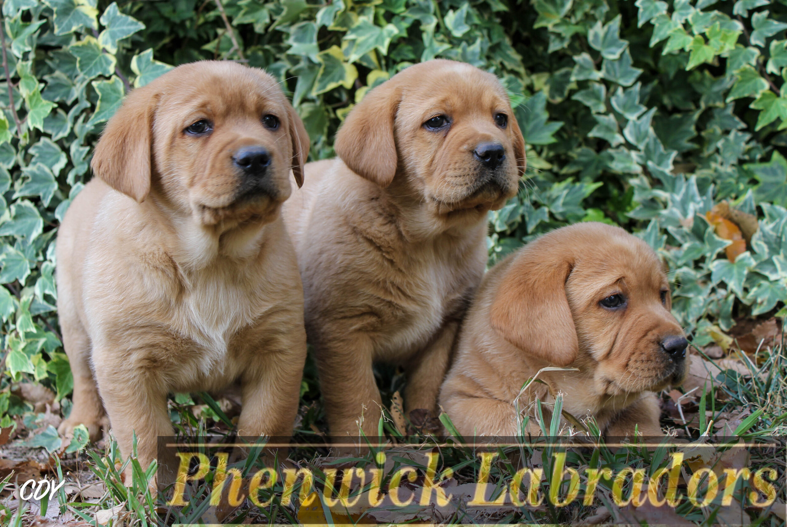 Current Litters